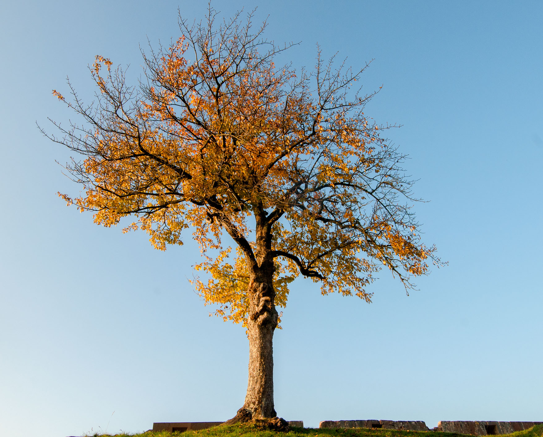 Trees - Bäume - Thomas Kunz Photography