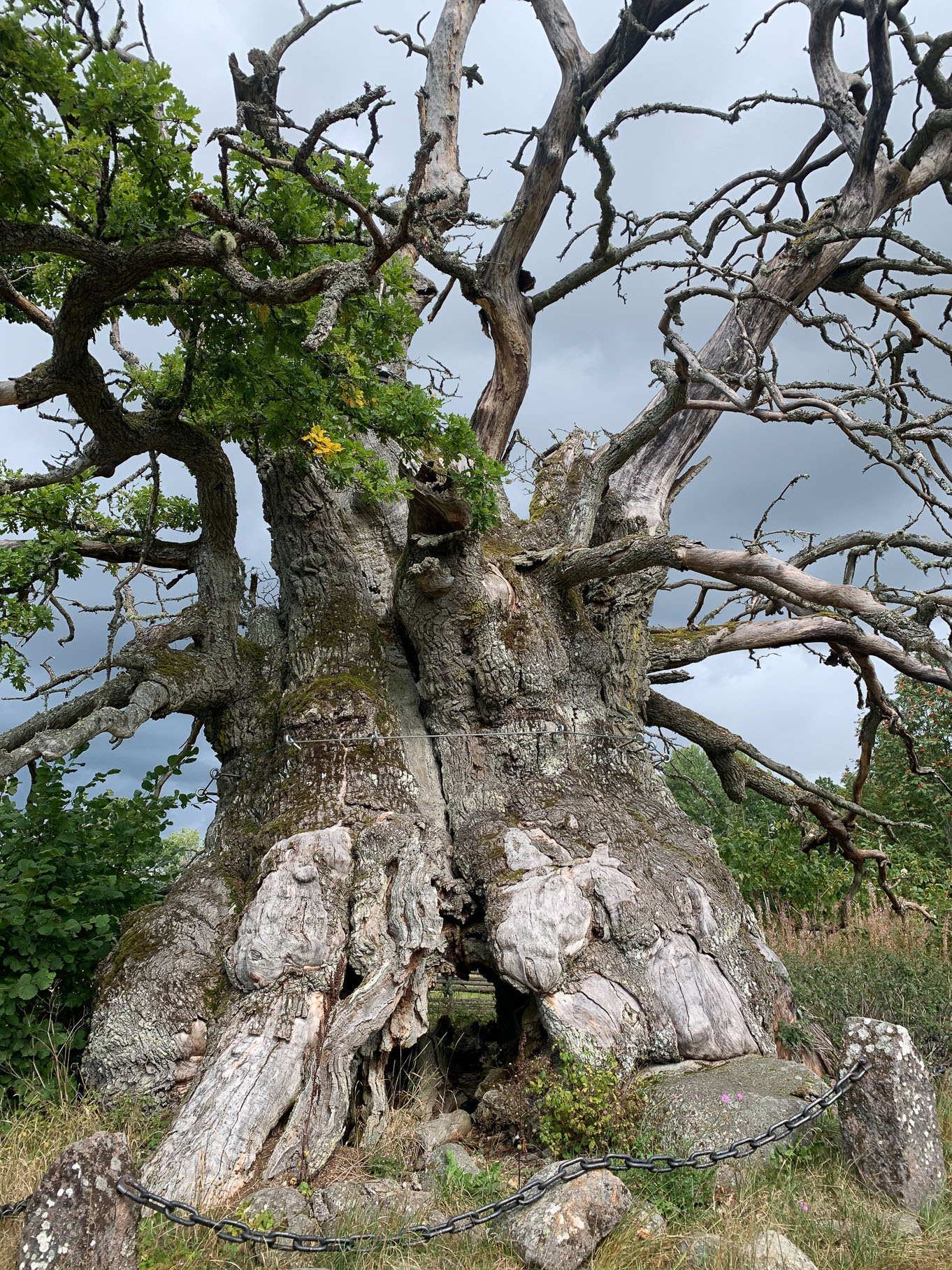 Trees - Bäume - Thomas Kunz Photography