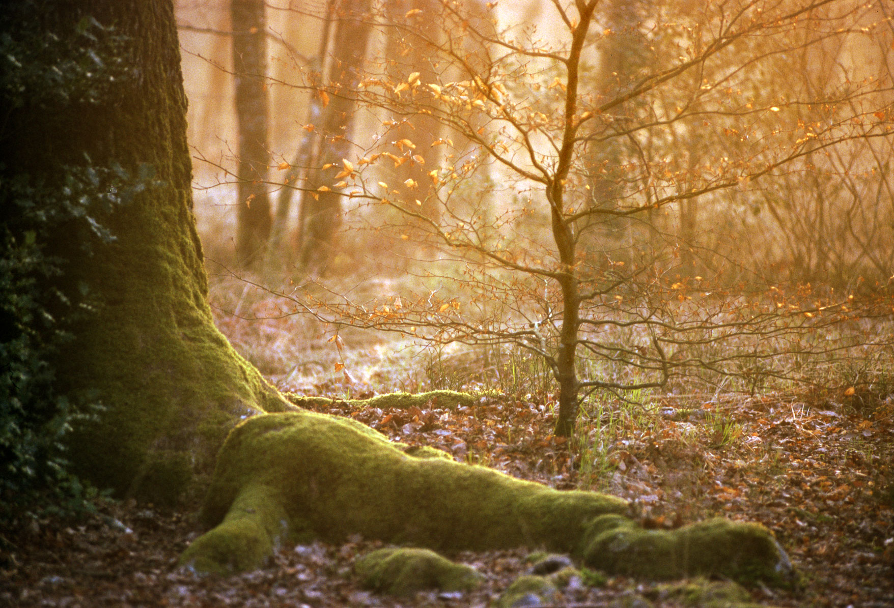 Trees - Bäume - Thomas Kunz Photography