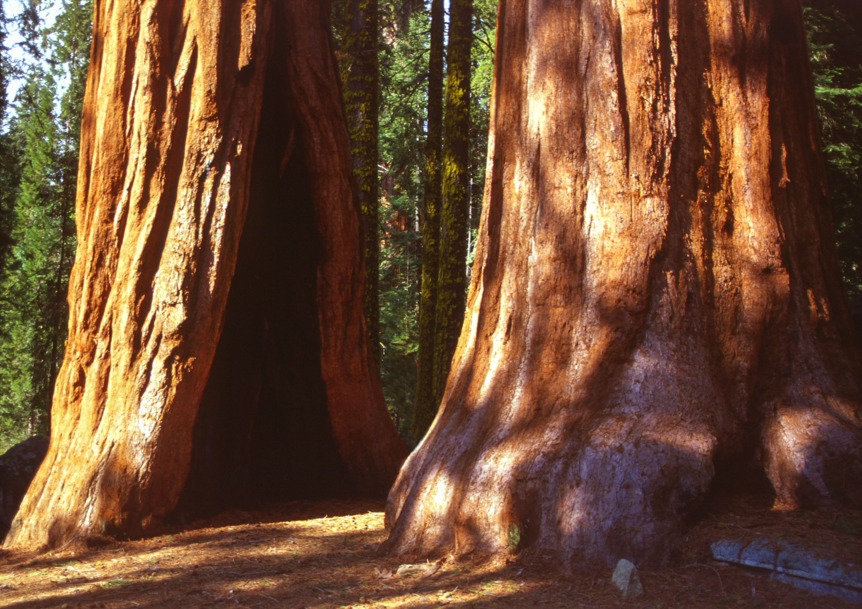 Sequoia, California - Thomas Kunz Photography